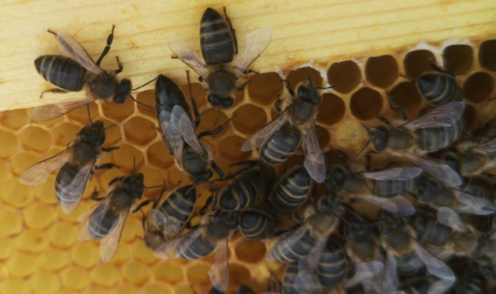 Scoperto un nuovo alveare di api nere a Selinunte | PlanBee Blog